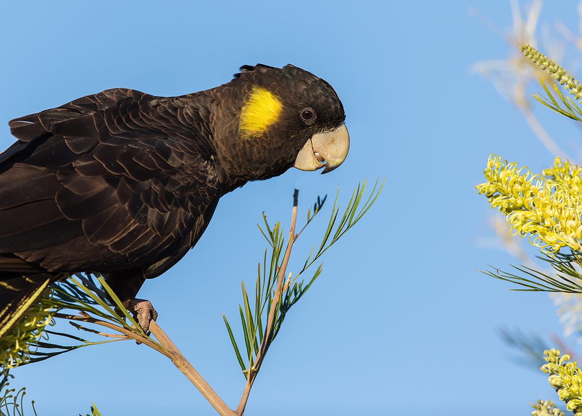 Cheeky Yellow – Brian Harrisberg Photography